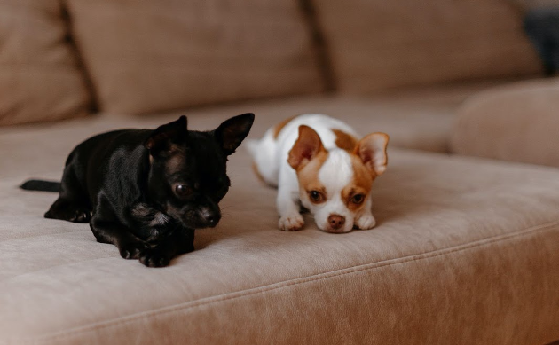 Designing a Pet-Friendly Home Without Sacrificing Style